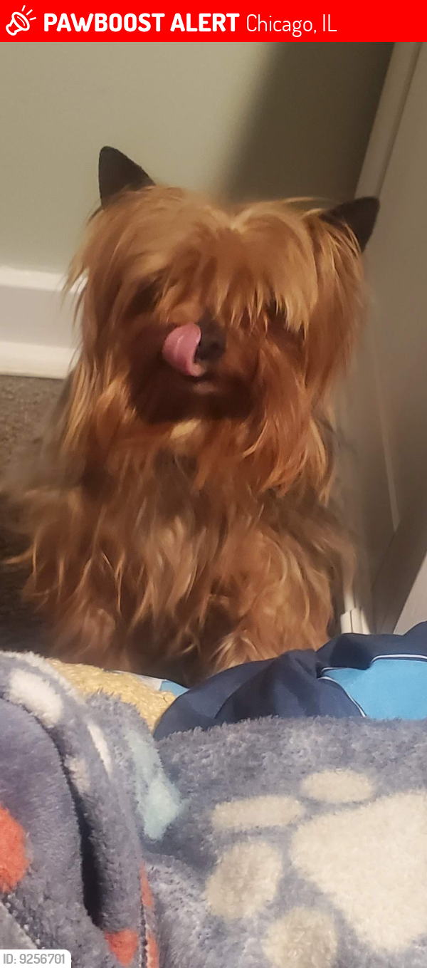 Chicago, IL Lost Male Dog, Yorkie Is Missing | PawBoost