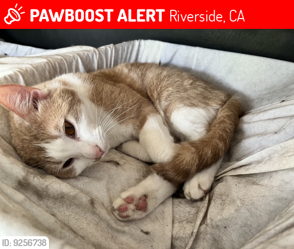 Riverside, CA Lost Male Cat, Pip Is Missing | PawBoost