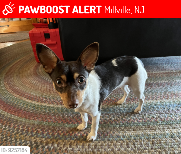Millville, NJ Lost Male Dog, Jakey Is Missing | PawBoost