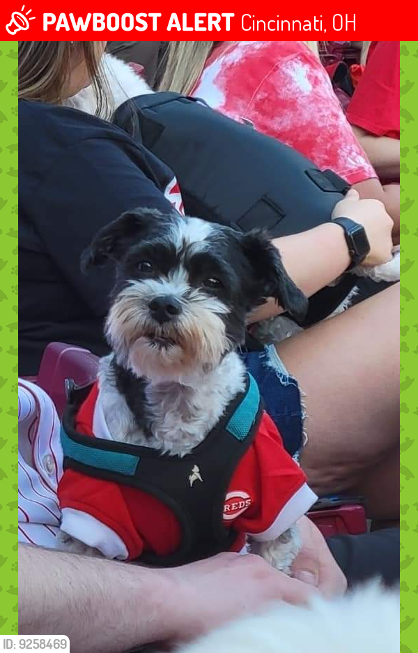 Cincinnati, OH Lost Male Dog, Brutus Is Missing | PawBoost