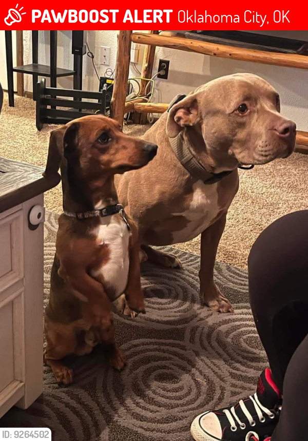 Oklahoma City, OK Lost Male Dog, Max & Toby Is Missing | PawBoost