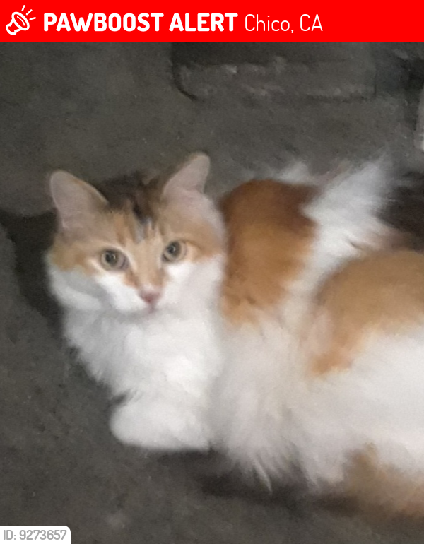 Chico, CA Lost Female Cat, Missy Is Missing | PawBoost