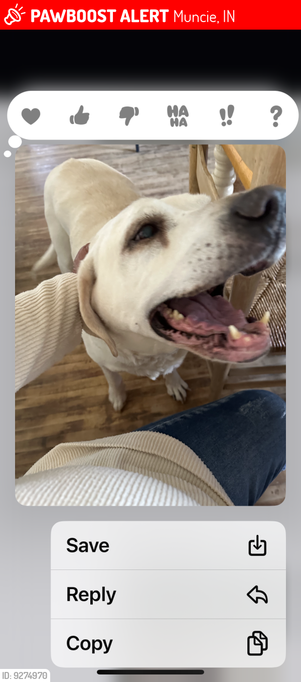 Muncie, IN Lost Female Dog, Miliie Is Missing | PawBoost