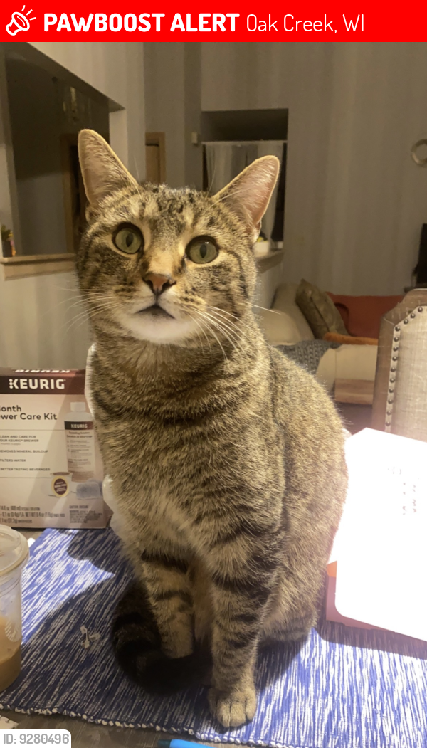 Oak Creek, WI Lost Male Cat, Baby Is Missing | PawBoost