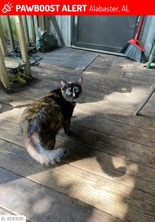 Alabaster, AL Lost Female Cat, Hazel Is Missing | PawBoost