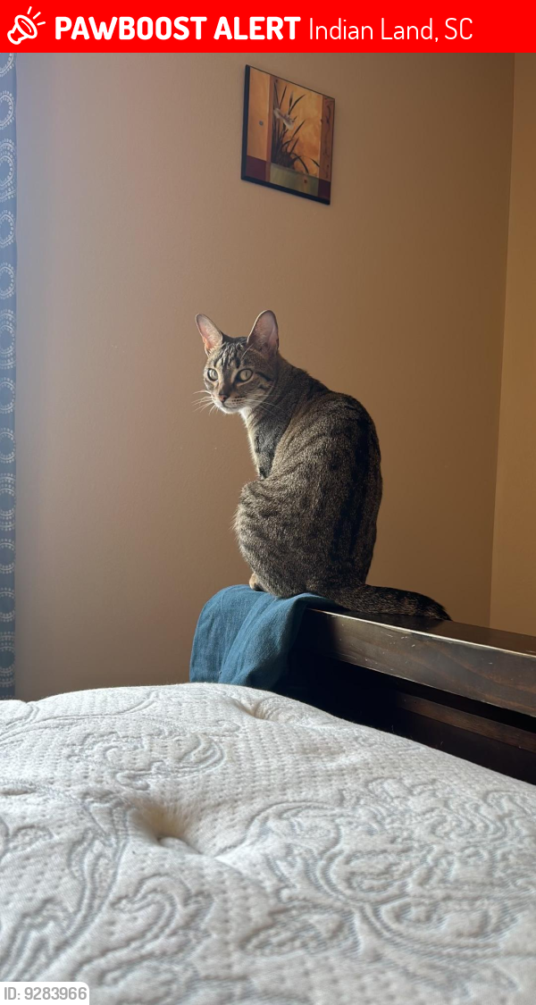 Indian Land, SC Lost Female Cat, Caroline Is Missing | PawBoost