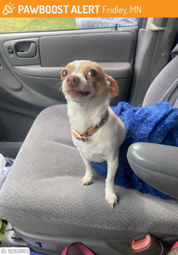 Fridley, MN Stray Female Dog Found Near plymoth square park | PawBoost