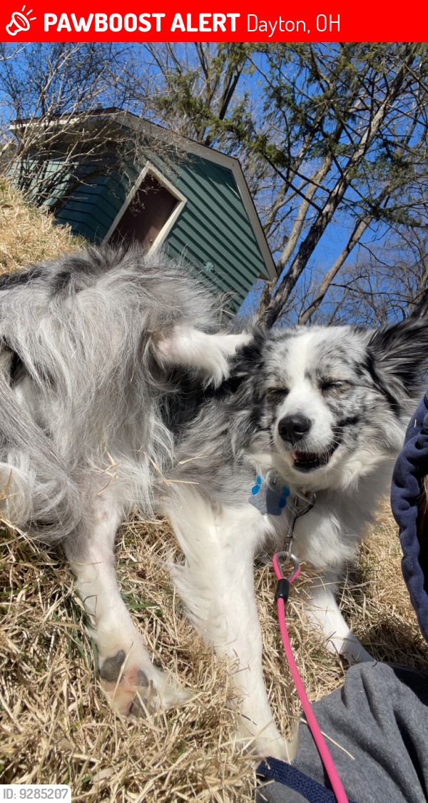 Dayton, OH Lost Female Dog, Lilibili Is Missing | PawBoost