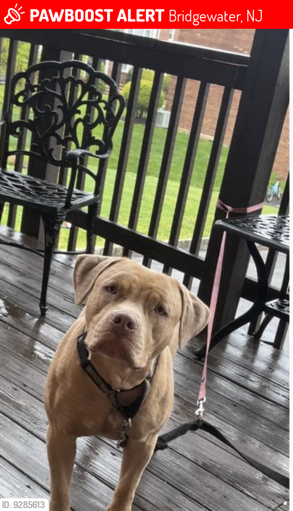 Bridgewater, NJ Lost Male Dog, Anubis Is Missing | PawBoost