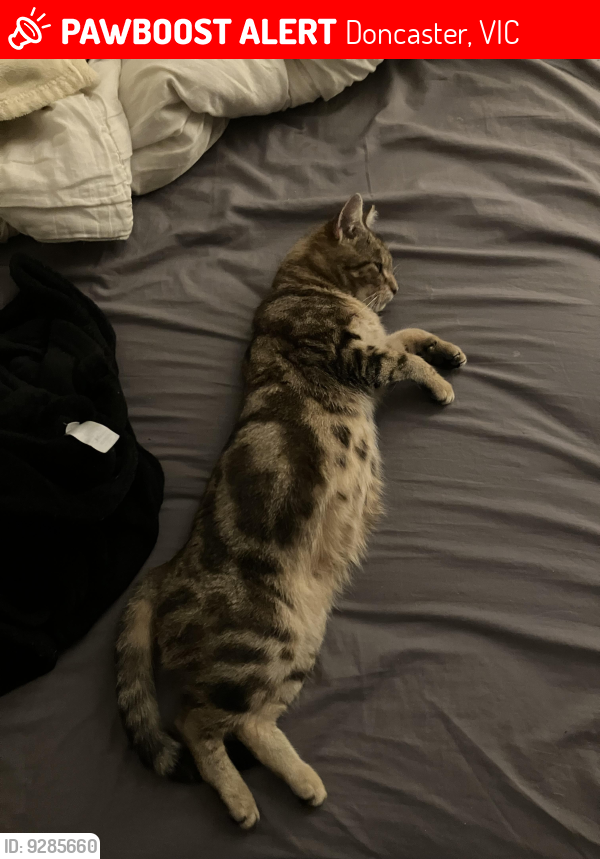 Doncaster, VIC Lost Female Cat, Chi (mamma Cat) Is Missing | PawBoost