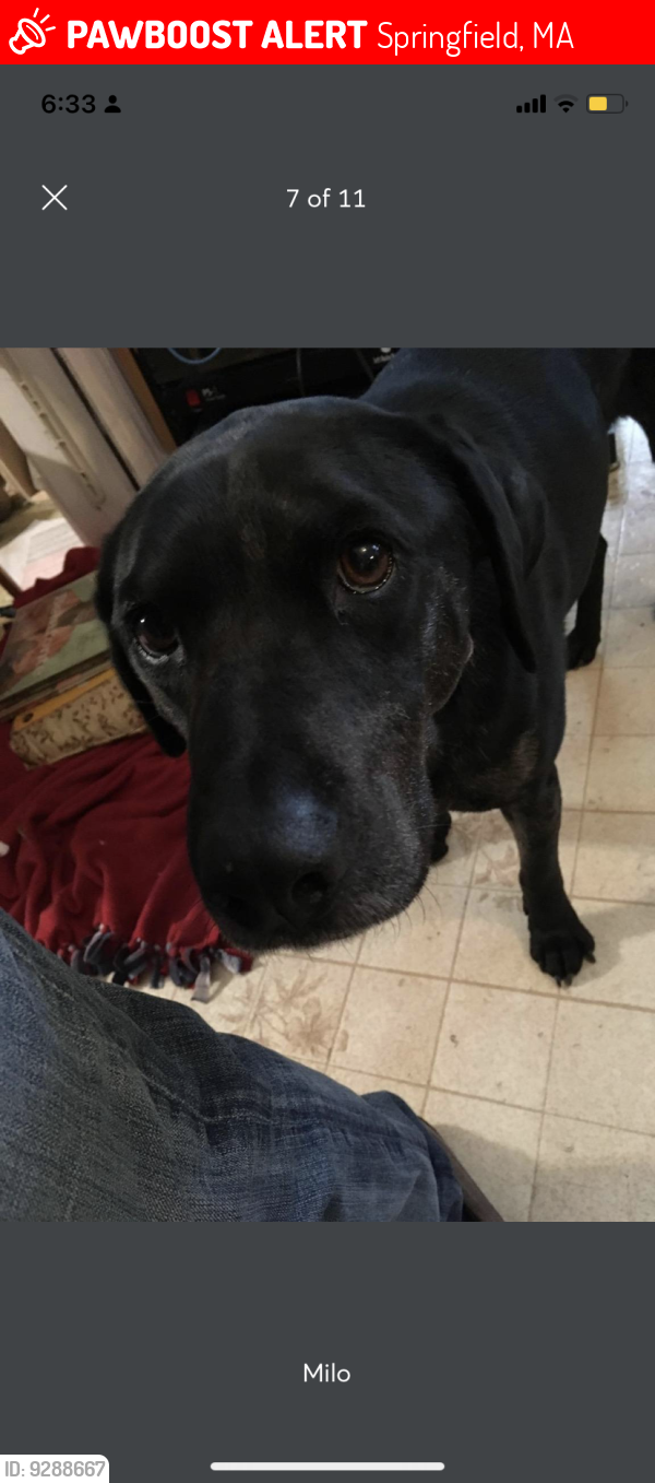 Springfield, MA Lost Male Dog, Millo Is Missing | PawBoost