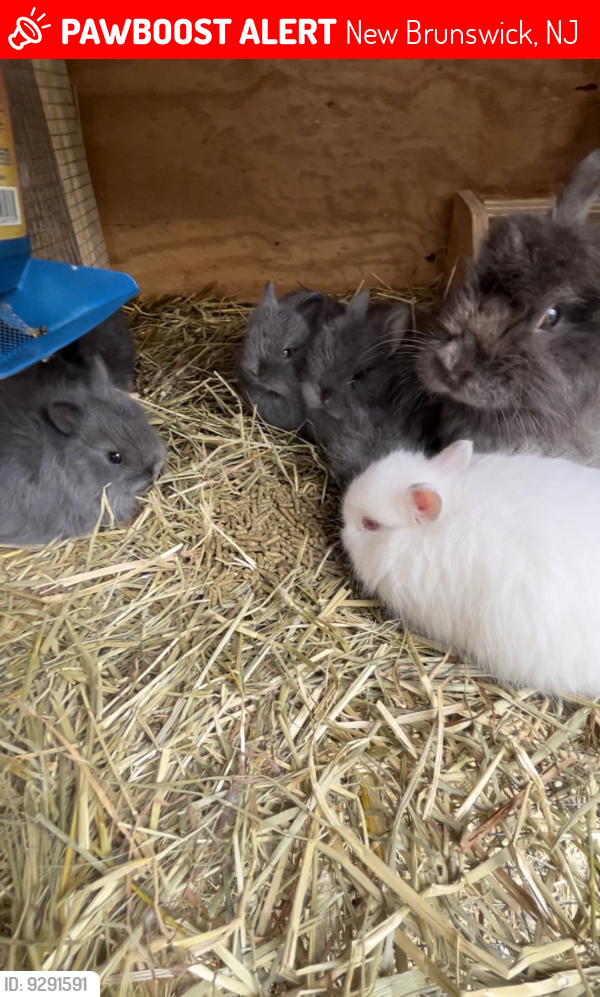 New Brunswick, NJ Lost Rabbit, Baby Bunnies Is Missing | PawBoost