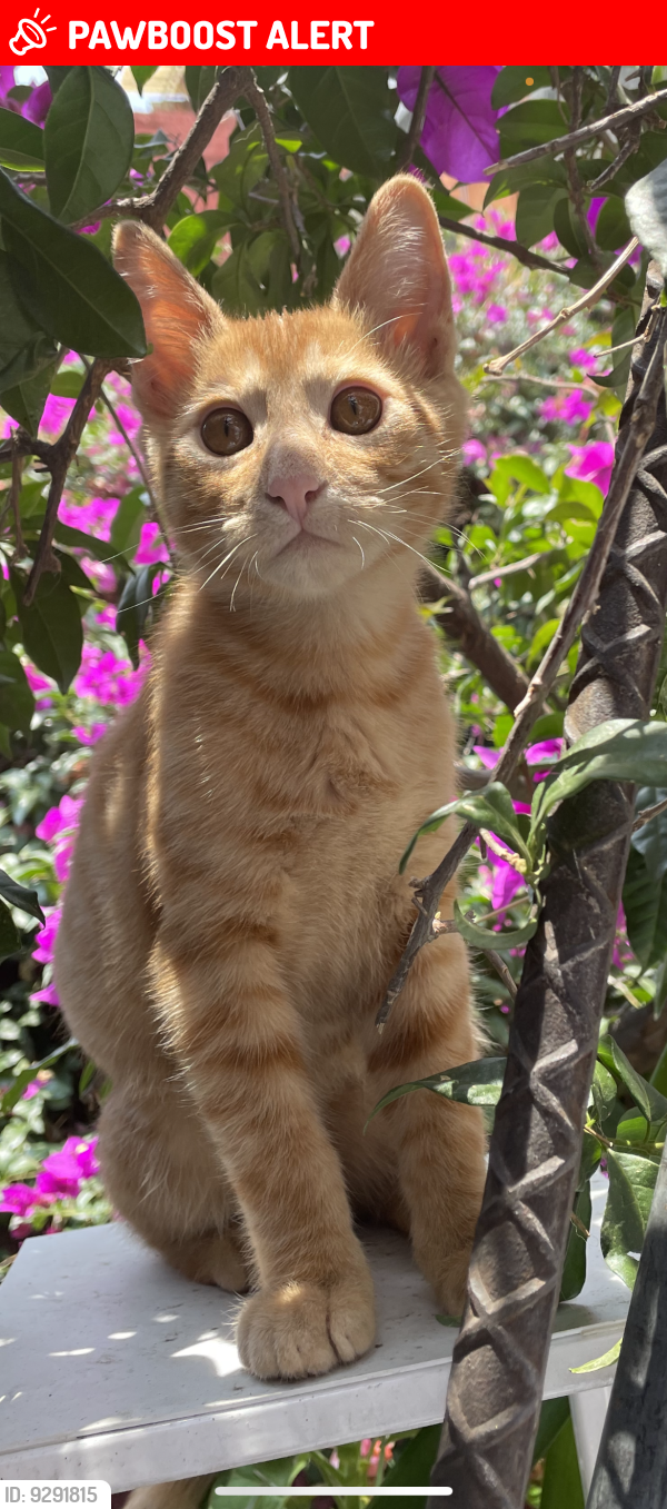 Ciudad de México, CDMX Lost Male Cat, Tripa Is Missing | PawBoost