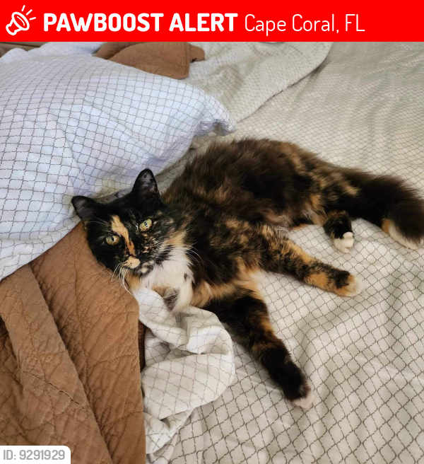 Cape Coral, FL Lost Female Cat, Nikki Is Missing | PawBoost