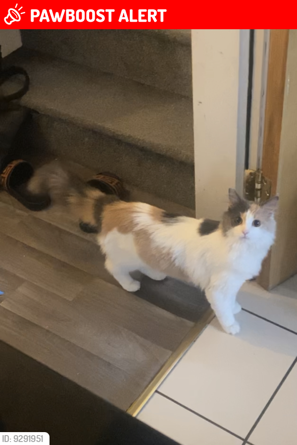 Leicester, England Lost Female Cat, Adora Is Missing | PawBoost