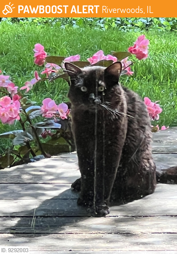 Riverwoods, IL Stray Cat Found Near Deerfield and Milwaukee Ave | PawBoost