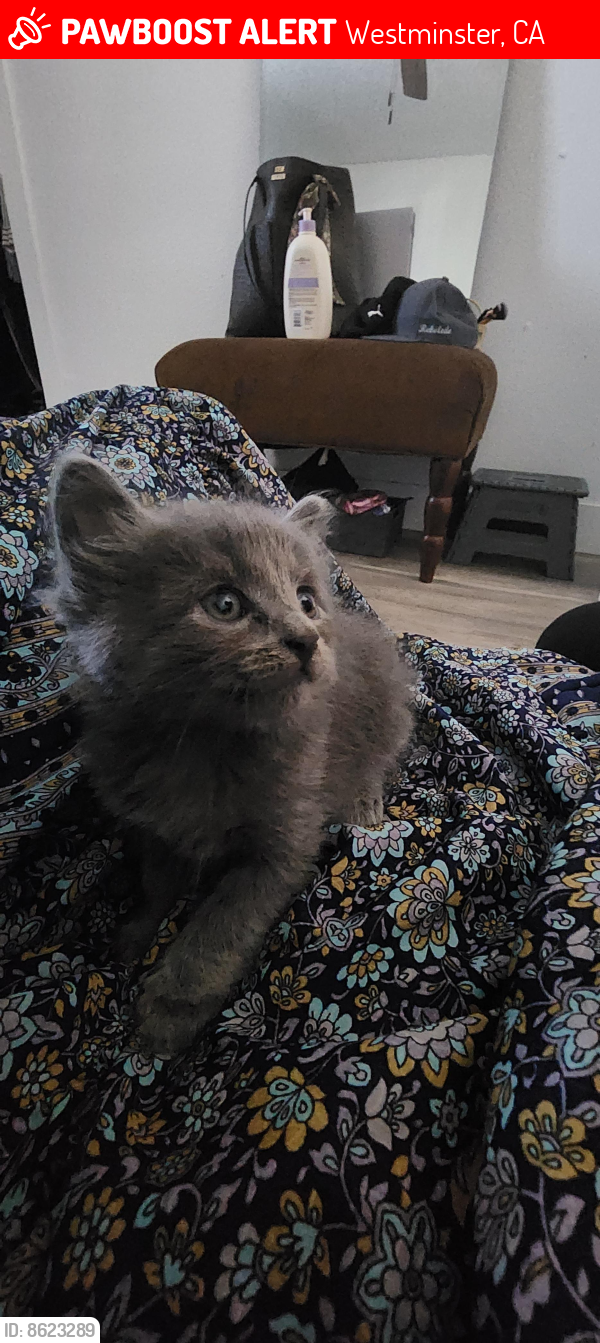 Westminster, CA Lost Male Cat, Sunny Is Missing | PawBoost