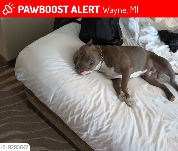 Wayne, MI Lost Male Dog, Randsome Is Missing | PawBoost
