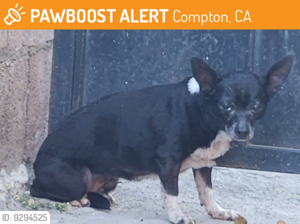 Rehomed Dog in Compton, CA 90221 (ID: 69294525) | PawBoost