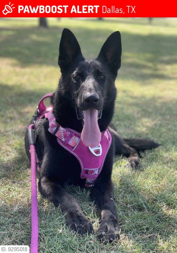 Dallas, TX Lost Female Dog, Luna Is Missing | PawBoost