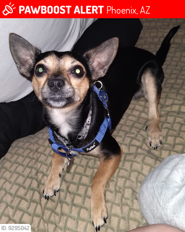 Phoenix, AZ Lost Male Dog, Bolt Is Missing | PawBoost