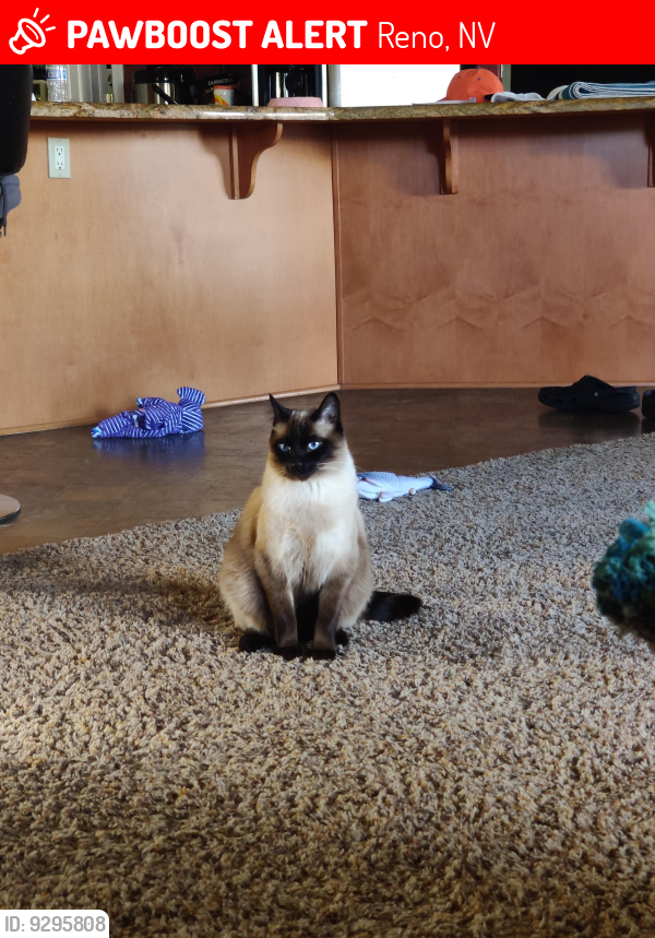 Reno, NV Lost Male Cat, Milo Is Missing | PawBoost