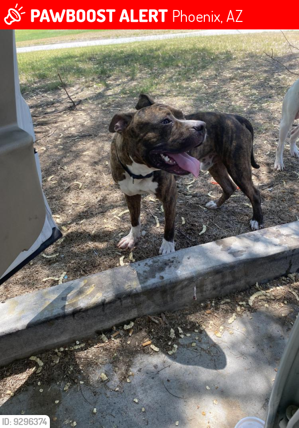 Phoenix, AZ Lost Male Dog, Biggie Is Missing | PawBoost