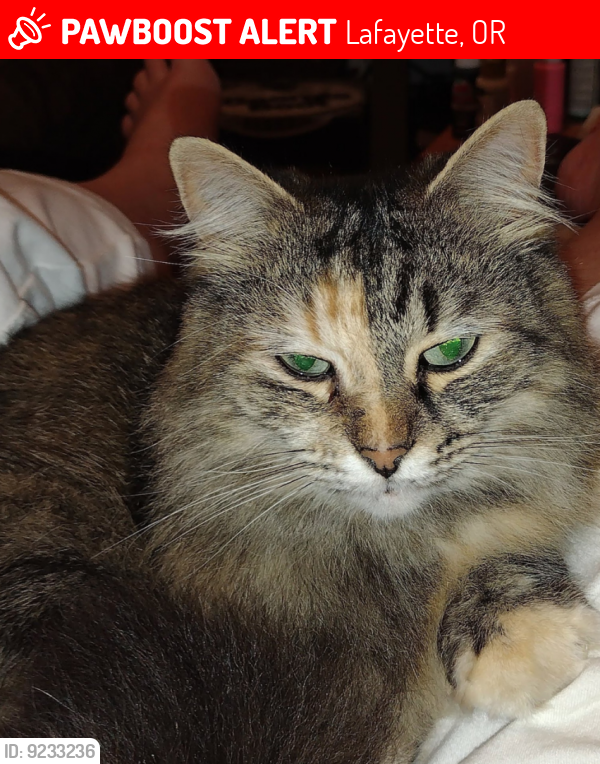Lafayette, OR Lost Female Cat, Pocket Is Missing | PawBoost