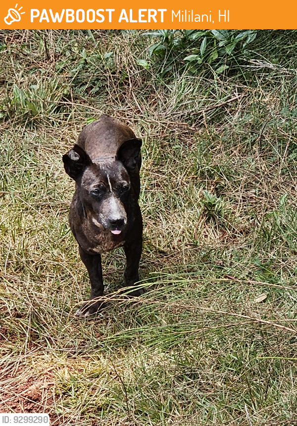 Rehomed Female Dog in Mililani, HI 96789 (ID: 69299290) | PawBoost