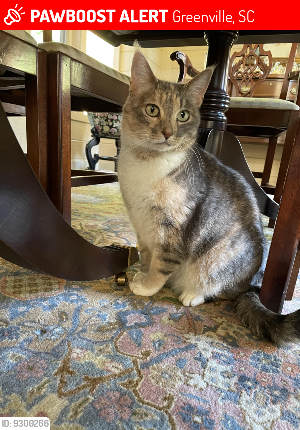 Greenville, SC Lost Female Cat, Smokie Clark Is Missing | PawBoost