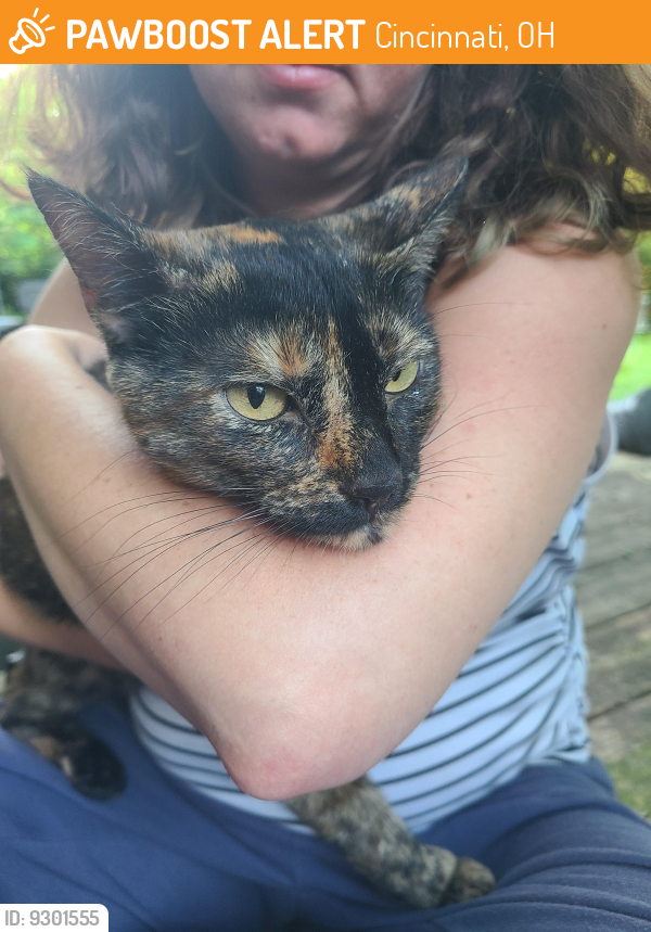 Cincinnati, OH Stray Cat Found Near Finneytown, Ohio | PawBoost