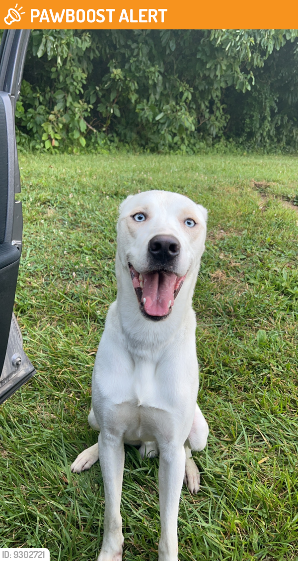 Springfield Township, OH Stray Male Dog Found Near Mckelvey Rd and ...
