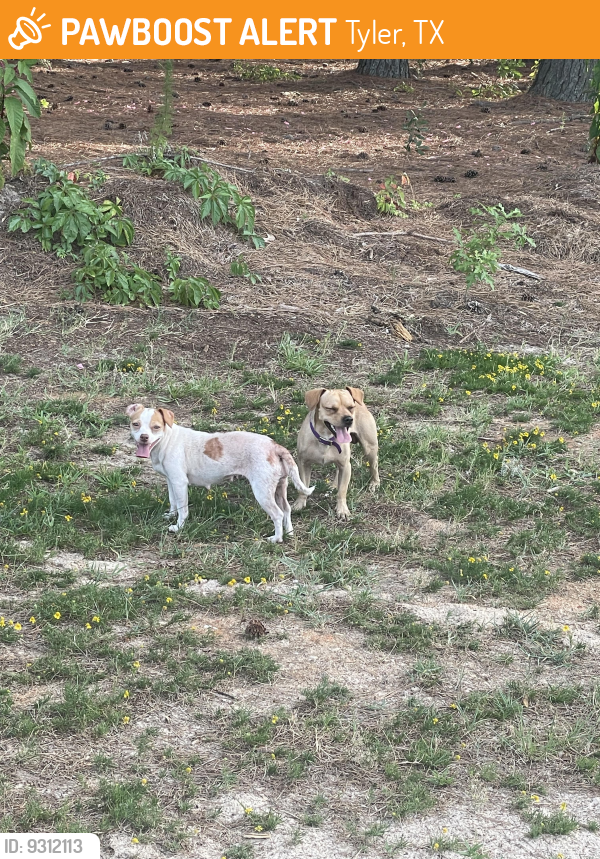 Tyler, TX Stray Male Dog Found Near Lindsey park, greenbriar road ...