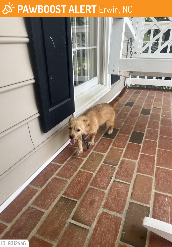 Erwin, NC Stray Male Dog Found Near Near Jackson Blvd | PawBoost