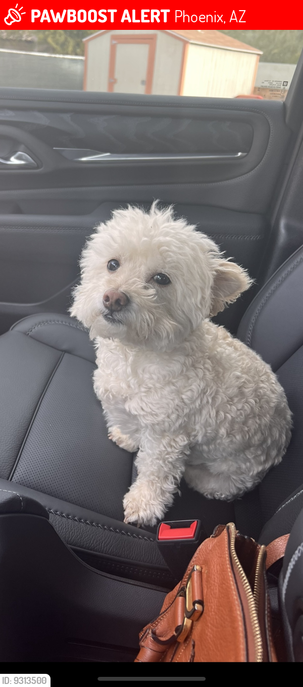 Phoenix, AZ Lost Male Dog, Hunny Bunny Is Missing | PawBoost