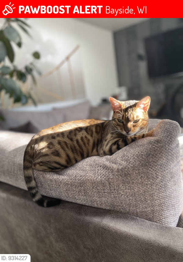 Bayside, WI Lost Female Cat, Simba Is Missing | PawBoost