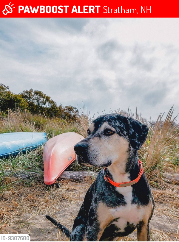 Stratham, NH Lost Male Dog, Gus Is Missing | PawBoost