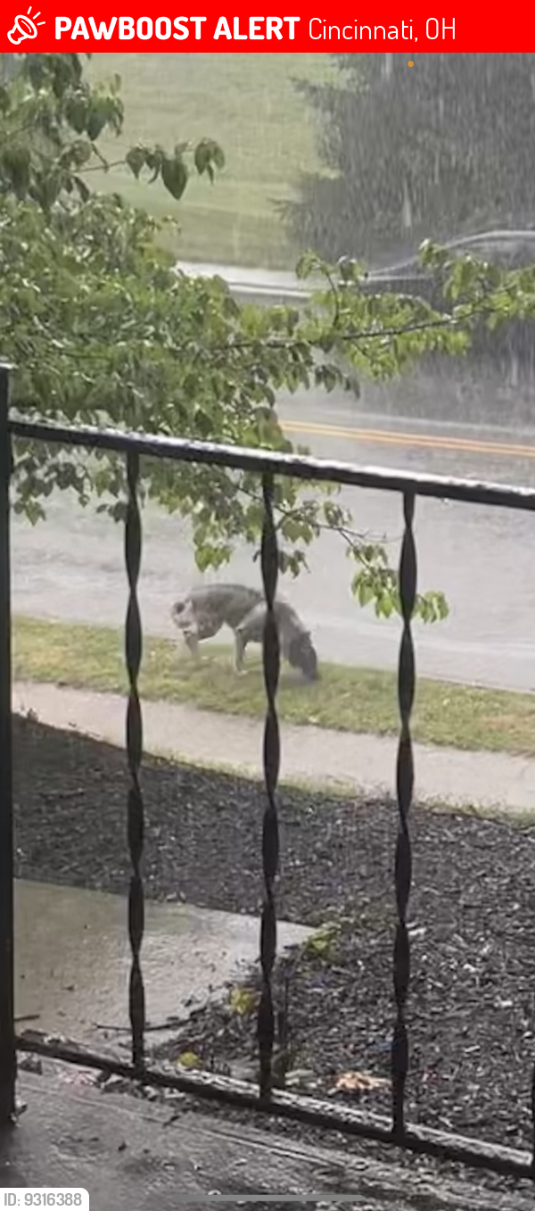 Cincinnati, OH Lost Male Dog, Luca Is Missing | PawBoost