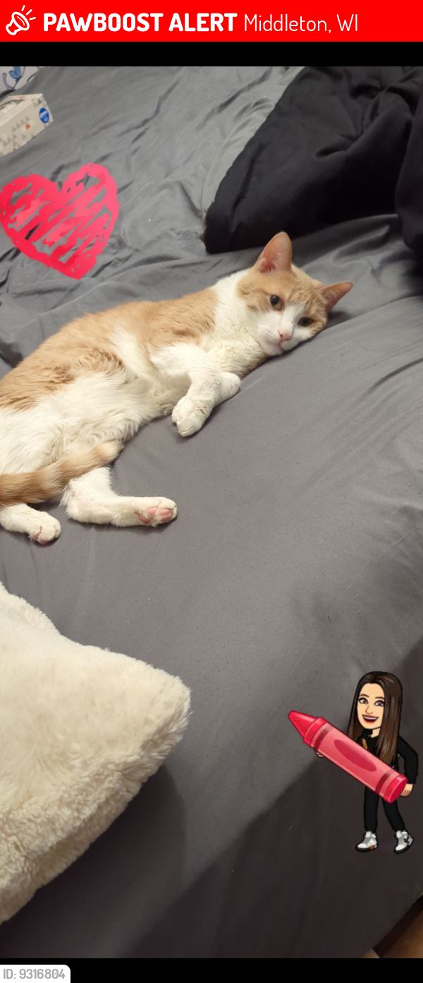 Middleton, WI Lost Male Cat, Loki Is Missing | PawBoost