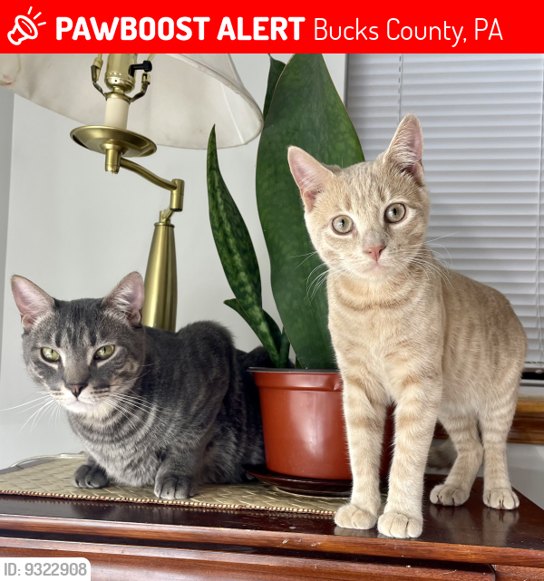 Bucks County, PA Lost Male Cat, Nick & Sandy Is Missing | PawBoost