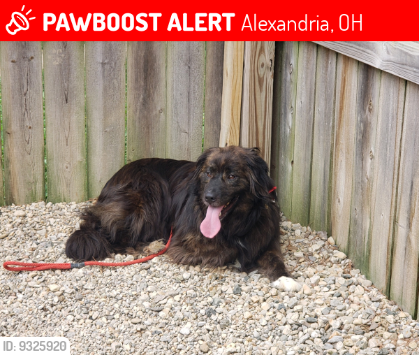 Alexandria, OH Lost Female Dog, Dixie Is Missing | PawBoost