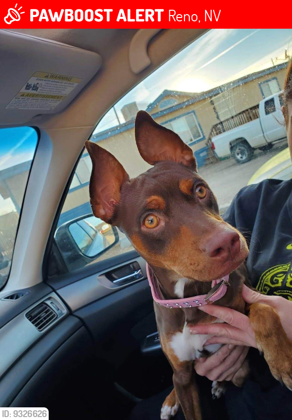 Reno, NV Lost Female Dog, Lilly Lillypop Is Missing | PawBoost