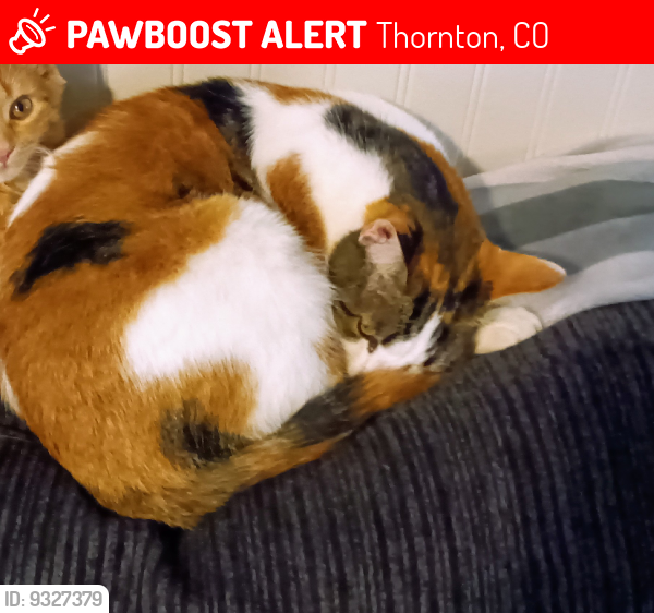 Thornton, CO Lost Female Cat, Ember Lucero Is Missing | PawBoost