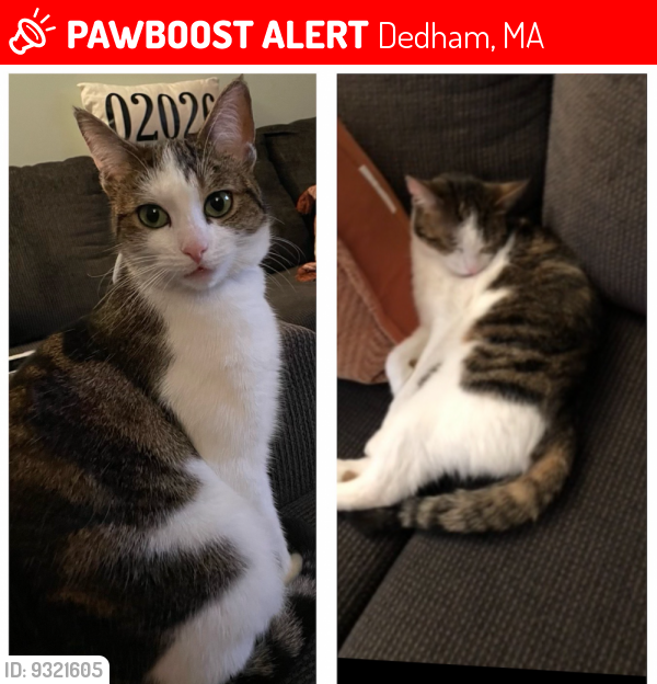Dedham, MA Lost Female Cat, Sully Is Missing | PawBoost