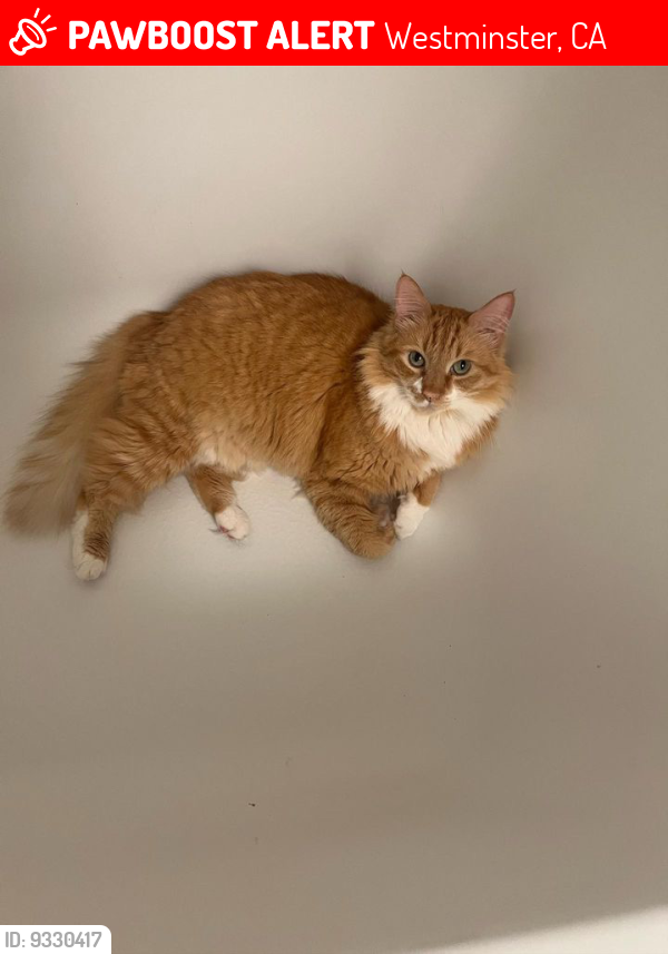 Westminster, CA Lost Male Cat, Toby Is Missing | PawBoost
