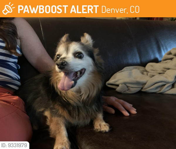 Rehomed Male Dog in Denver, CO 80230 (ID: 69331979) | PawBoost