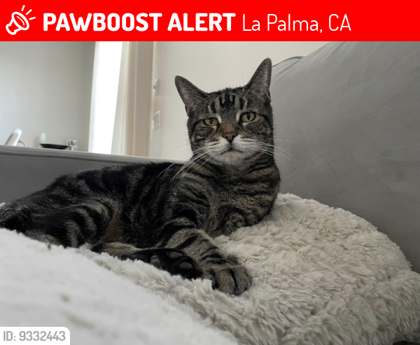 La Palma, CA Lost Female Cat, Nala Is Missing | PawBoost