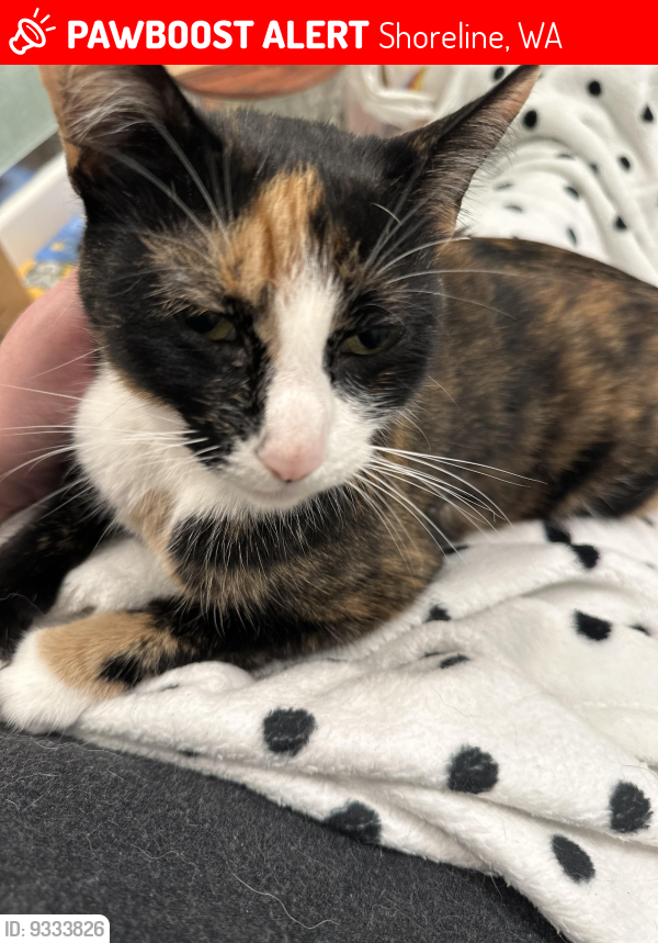 Shoreline Wa Lost Female Cat Tandy Is Missing Pawboost