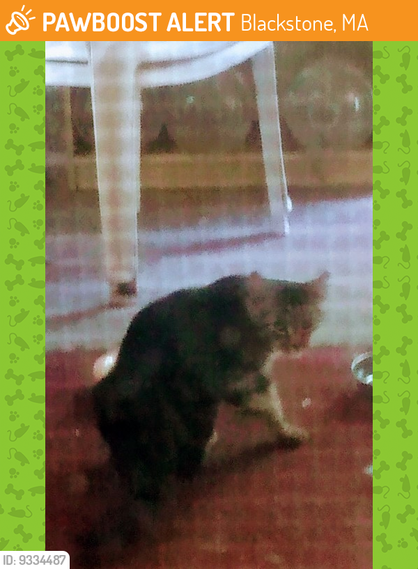Blackstone, MA Stray Cat Found Near Lakeshore Drive. Lake Hiawatha ...