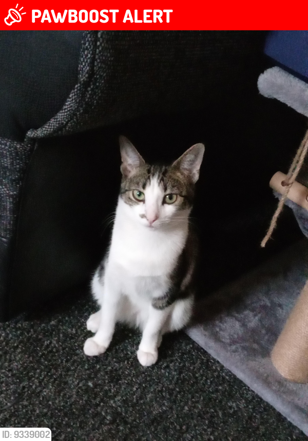 Lost Female Cat in West Midlands, England WV3 0BN Named Misty (ID ...